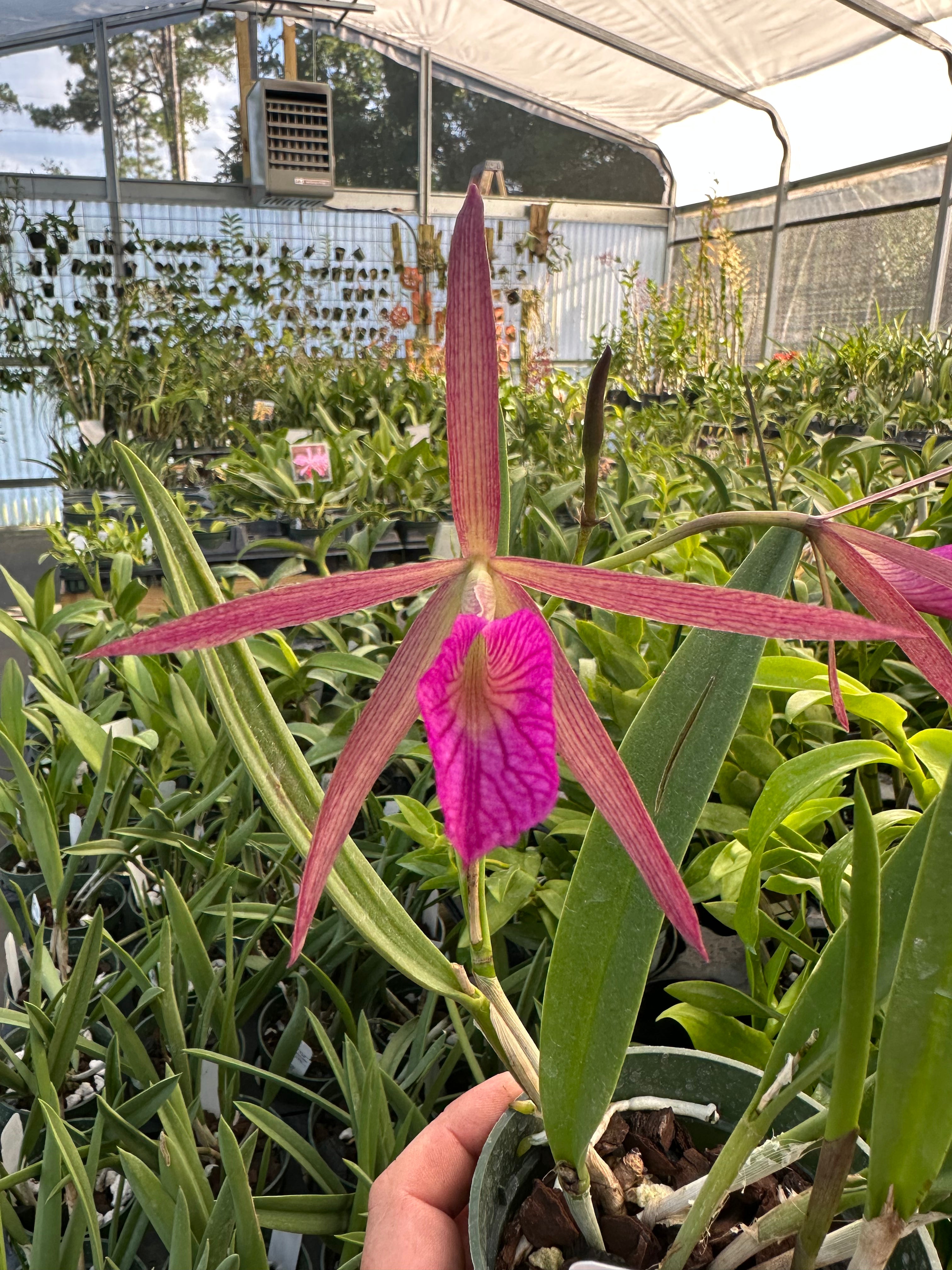Bc. Hamlyn’s Magic – The Orchid Den