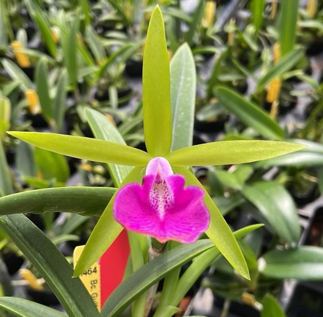 Bc. Gulfshore's Beauty 'Green Gem' – The Orchid Den