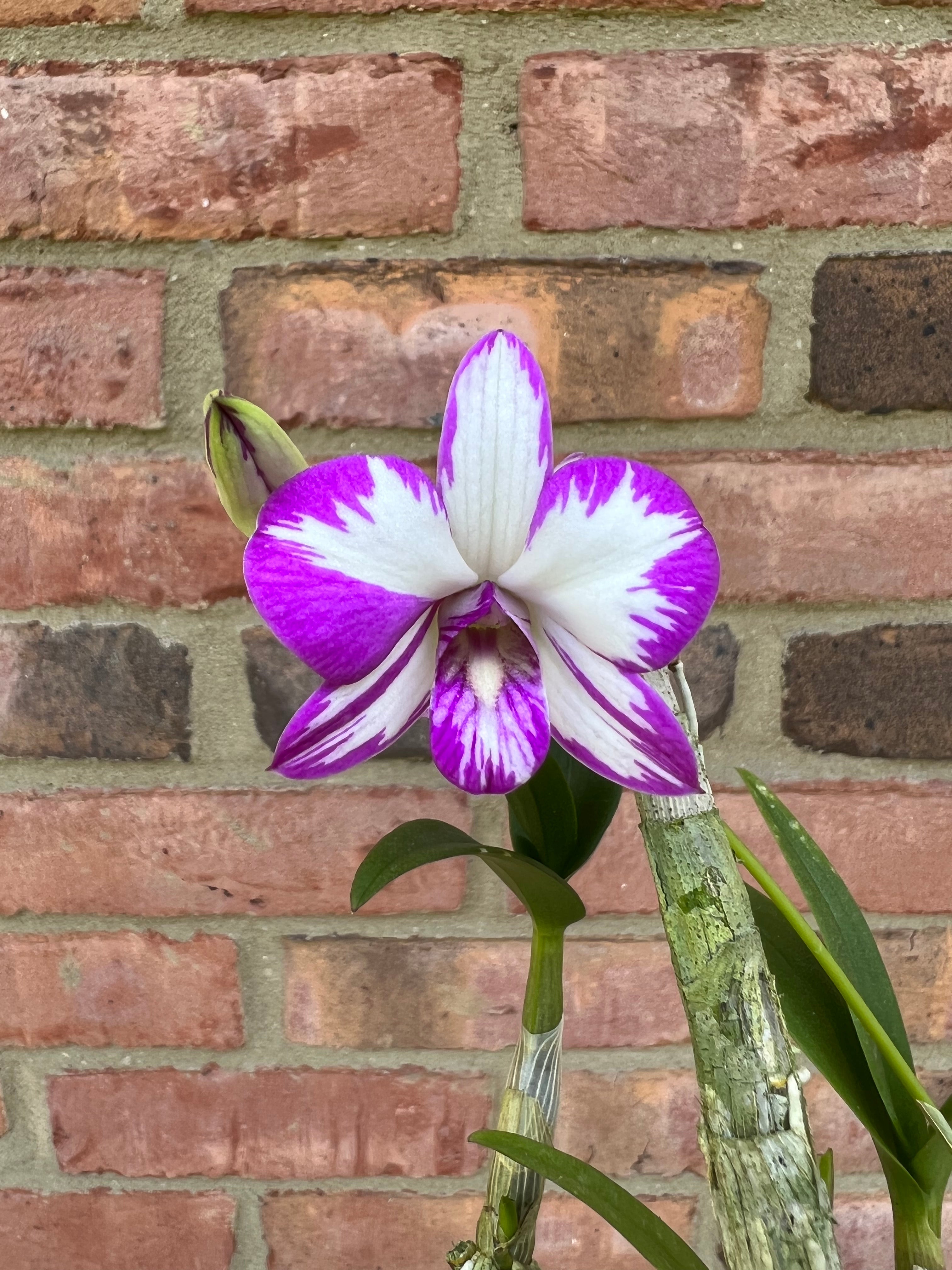 Dendrobium Enobi Purple 'Splash' – The Orchid Den