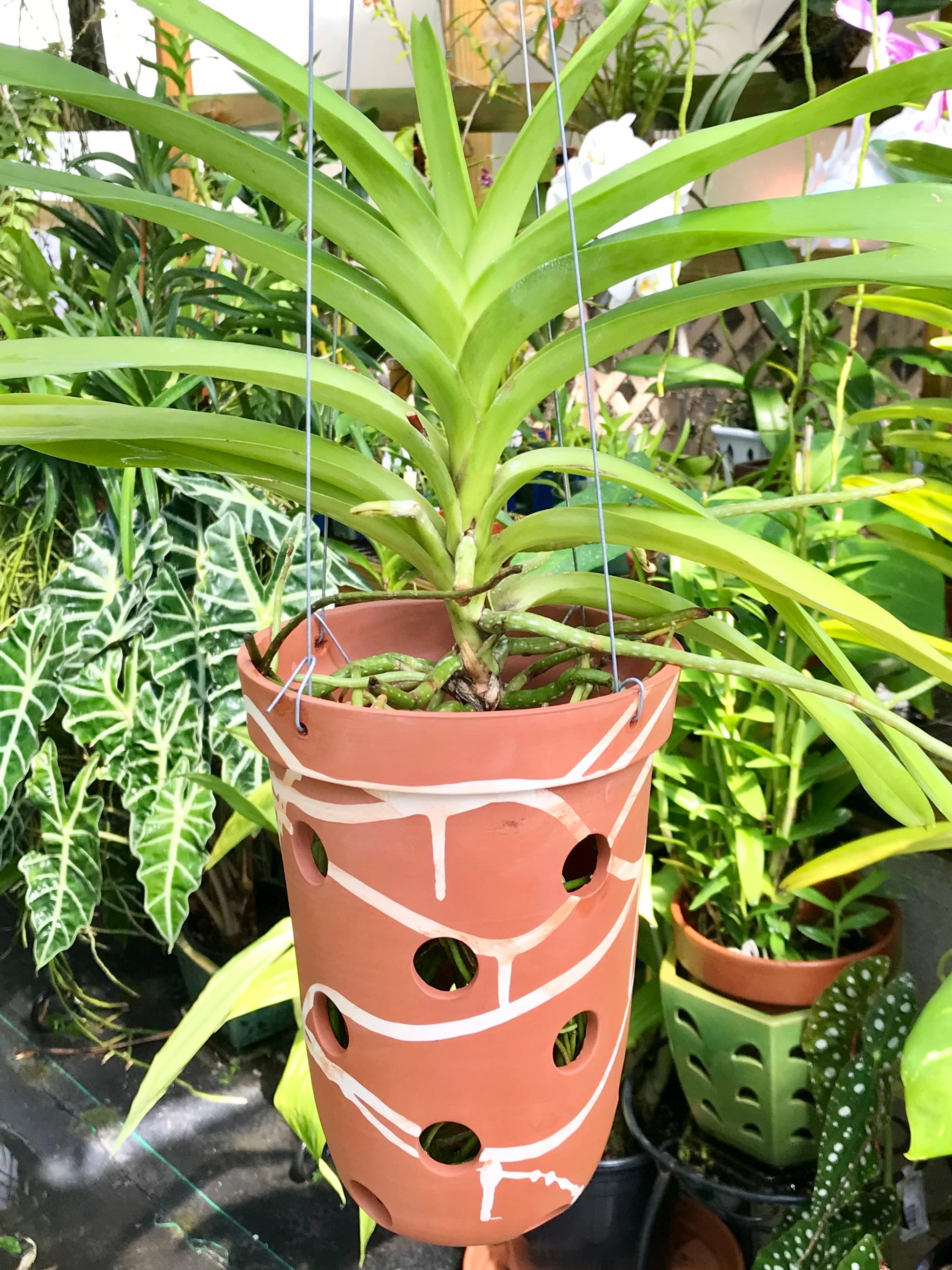 THIMBLE POTS -TC – The Orchid Den