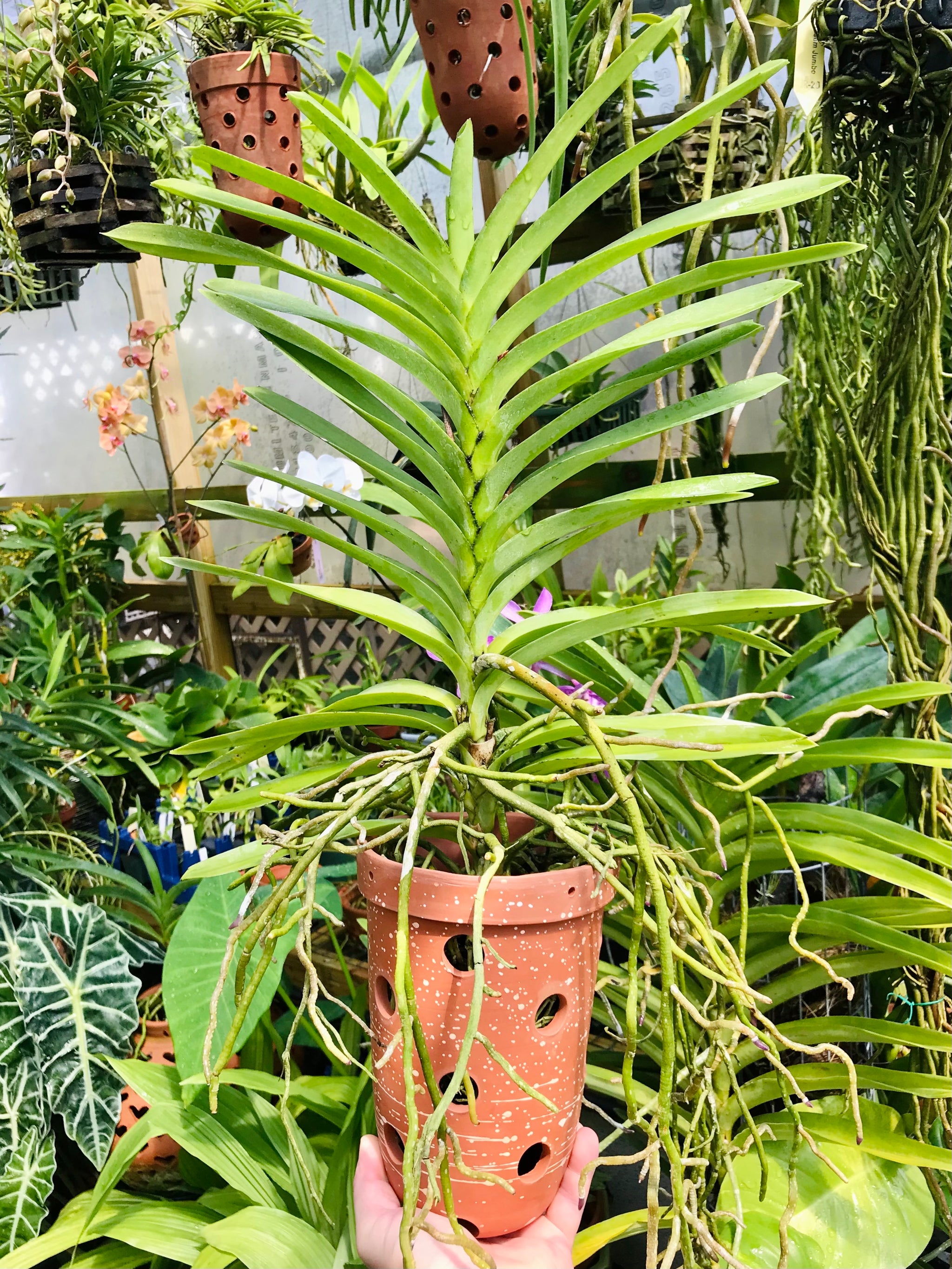 THIMBLE POTS -TC – The Orchid Den